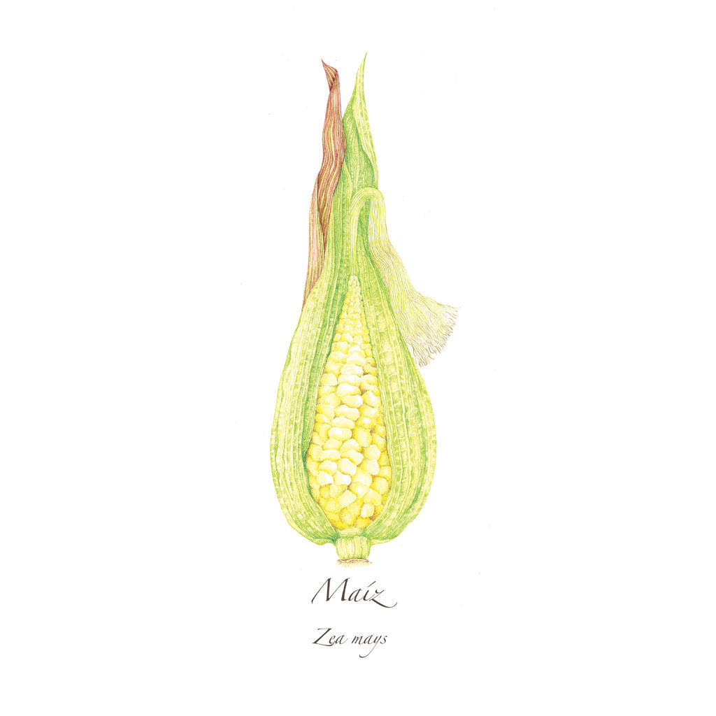 Maíz Print – Olga Fisch
